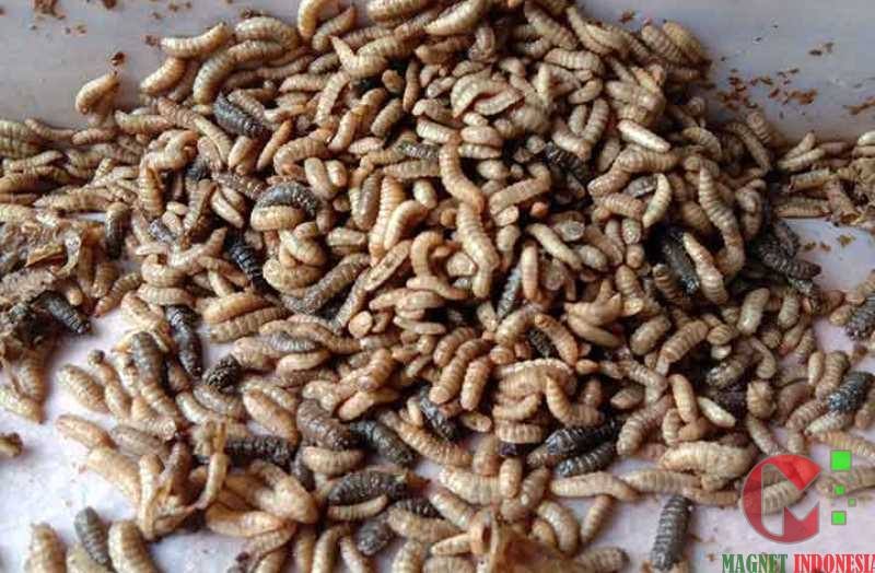 Maggot Bisa Urai Sampah Organik dan Anorganik Satu Berbanding Dua ...